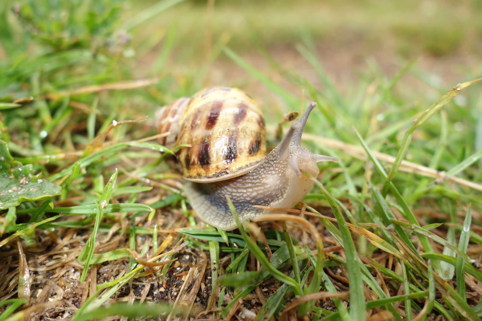Our sleeping world invertebrates hibernation snails wasps
