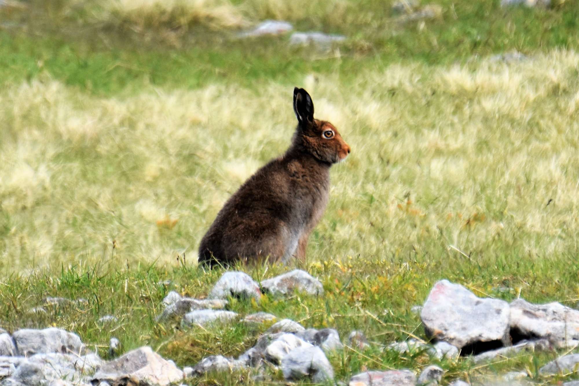 Mountain hares are the soul of our uplands - Keith Broomfield