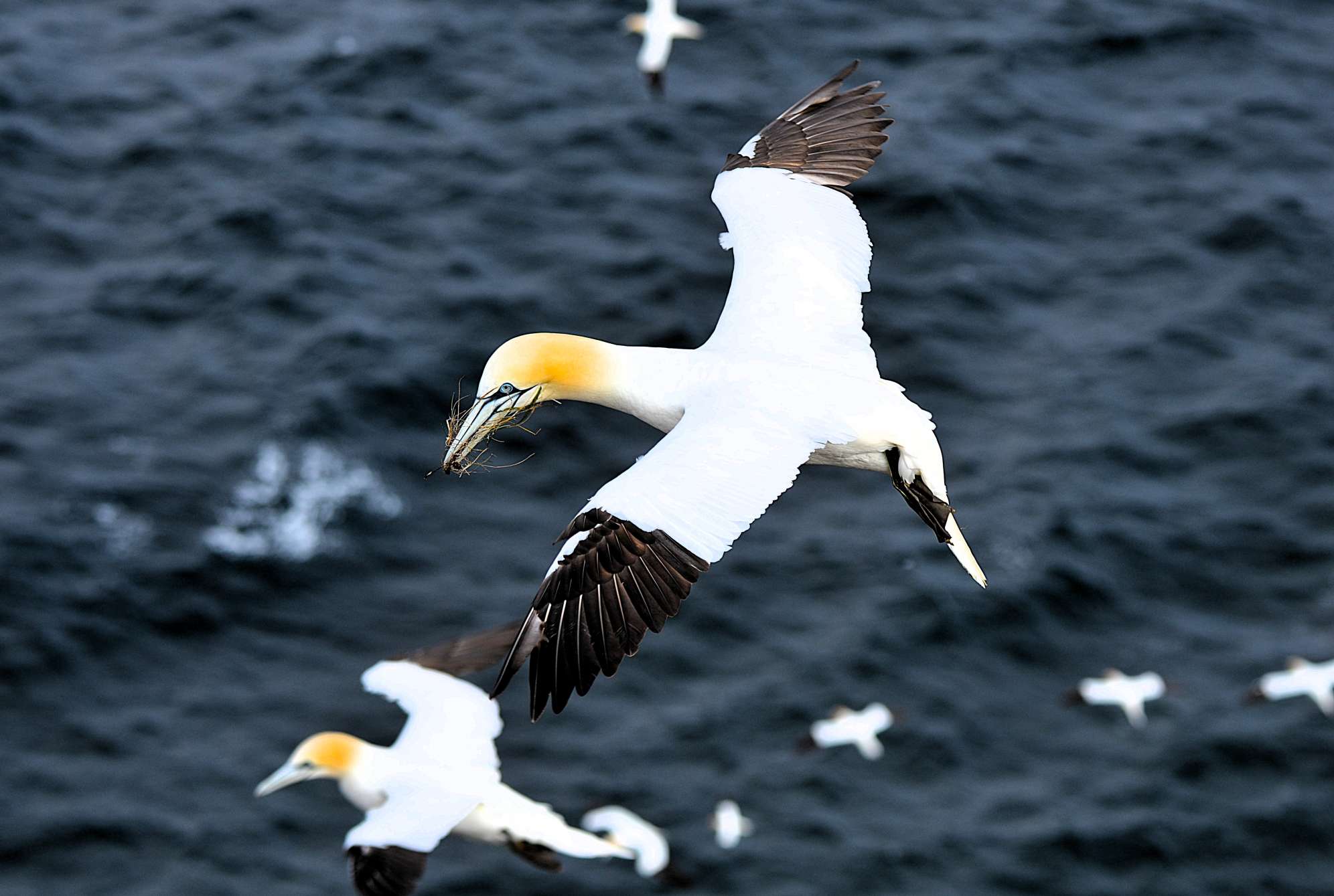 The hectic life of the gannet - Keith Broomfield